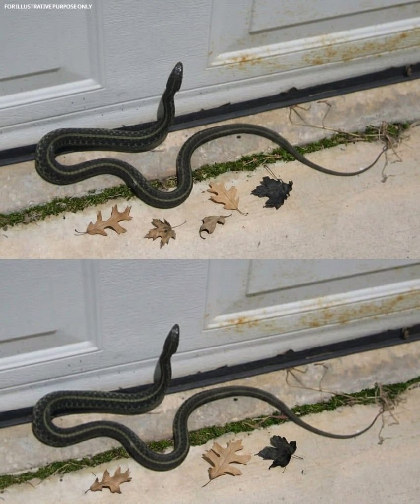 When this snake enters your house, it means you have... See more ...